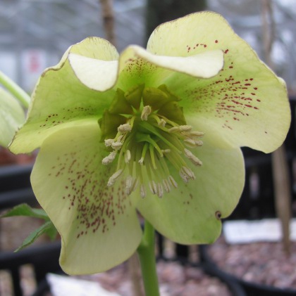 Pottertons Nursery - Helleborus x hybridus 'Yellow Lady'