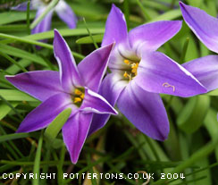 Pottertons Nursery - Ipheion uniflorum 'Froyle Mill'