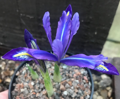 Pottertons Nursery - Iris histrioides var sophenensis