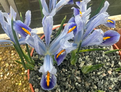 Pottertons Nursery - Iris