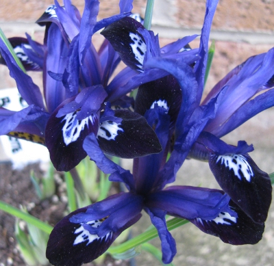 Pottertons Nursery - Iris reticulata 'Blue Note'