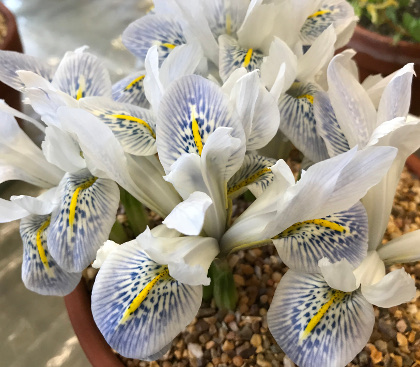 Pottertons Nursery - Iris