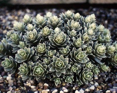 Pottertons Nursery - Leucogenes leontopodium