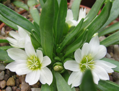 Pottertons Nursery - Lewisia nevadensis