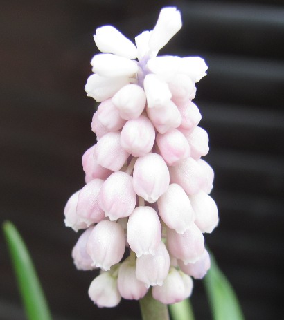Pottertons Nursery - Muscari
