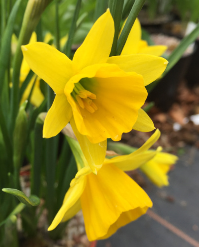 Pottertons Nursery - Narcissus bulbocodium 'Little Soldier'