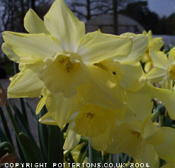 Pottertons Nursery - Narcissus jonquilla 'Pipit'