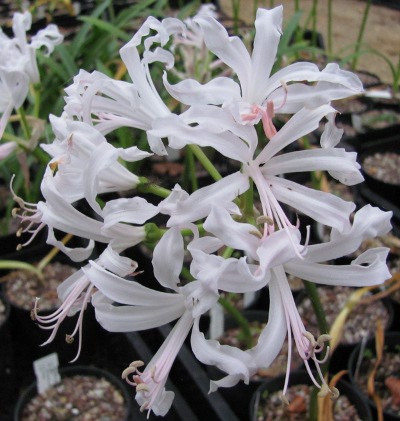 Pottertons Nursery - Nerine bowdenii 'Ostara'
