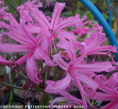 Pottertons Nursery - Nerine bowdenii