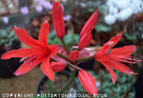 Pottertons Nursery - Nerine sarniensis