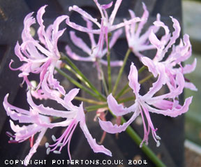 Pottertons Nursery - Nerine undulata