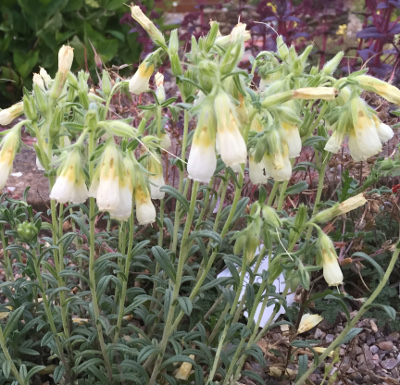 onosma - JungleKey.fr Image #100