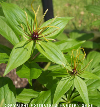 Pottertons Nursery - Paris incompleta