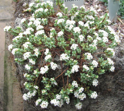 Pottertons Nursery - Pimelea prostrata