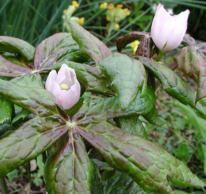 Pottertons Nursery - Podophyllum