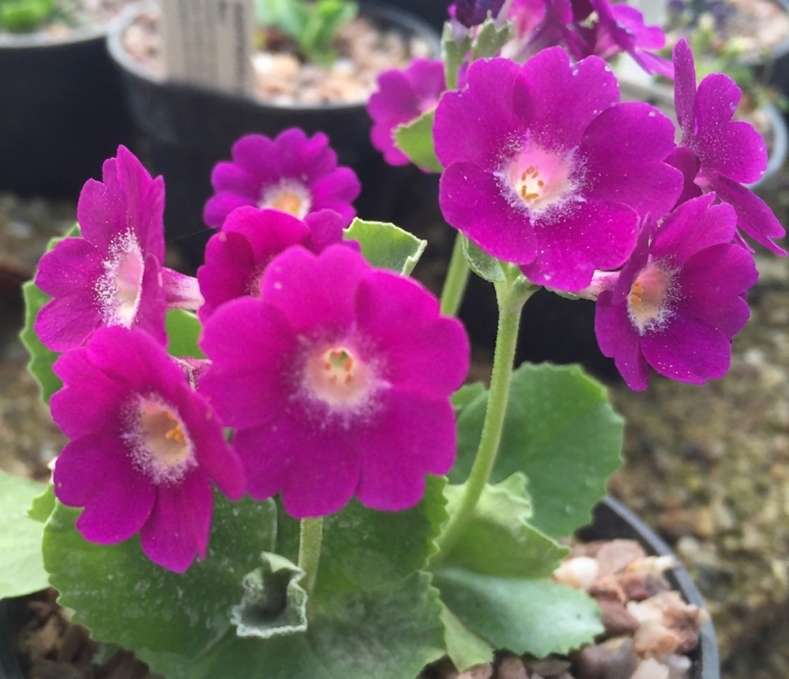 Pottertons Nursery - Primula
