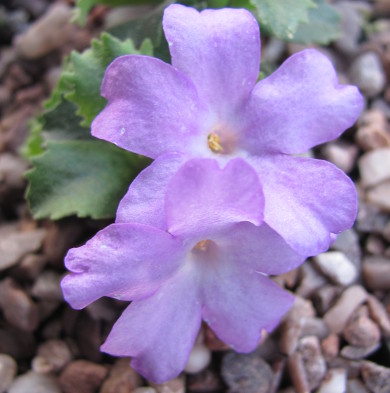 Pottertons Nursery - Primula