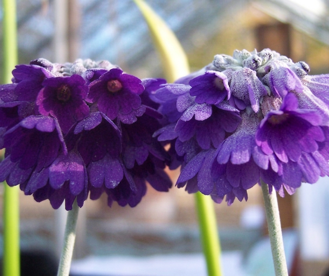 Pottertons Nursery - Primula capitata