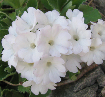 Pottertons Nursery - Primula marginata 'Alba'
