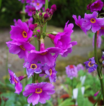 Pottertons Nursery - Primula poissonii ex ACE2030