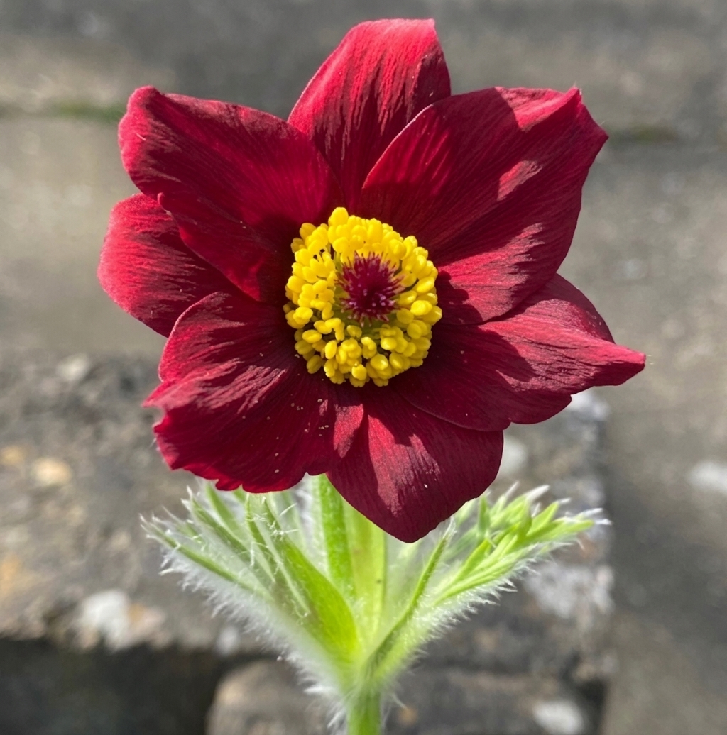 Pottertons Nursery - Pulsatilla