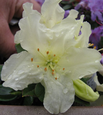 Pottertons Nursery - Find a product.