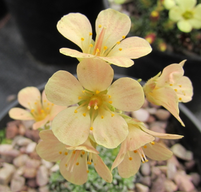 Pottertons Nursery - Saxifraga porophylla