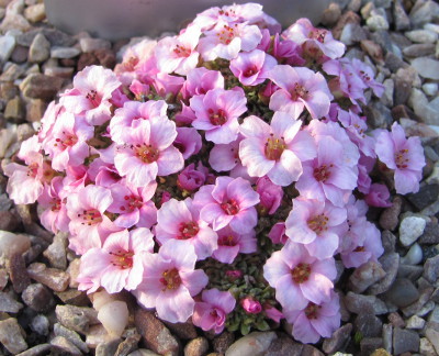 Pottertons Nursery - Saxifraga porophylla