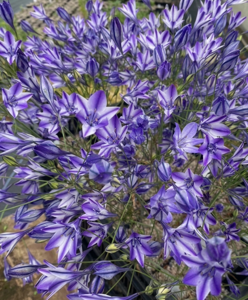 Pottertons Nursery - Triteleia Rudy
