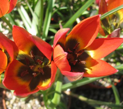 Pottertons Nursery - Tulipa Little Princess