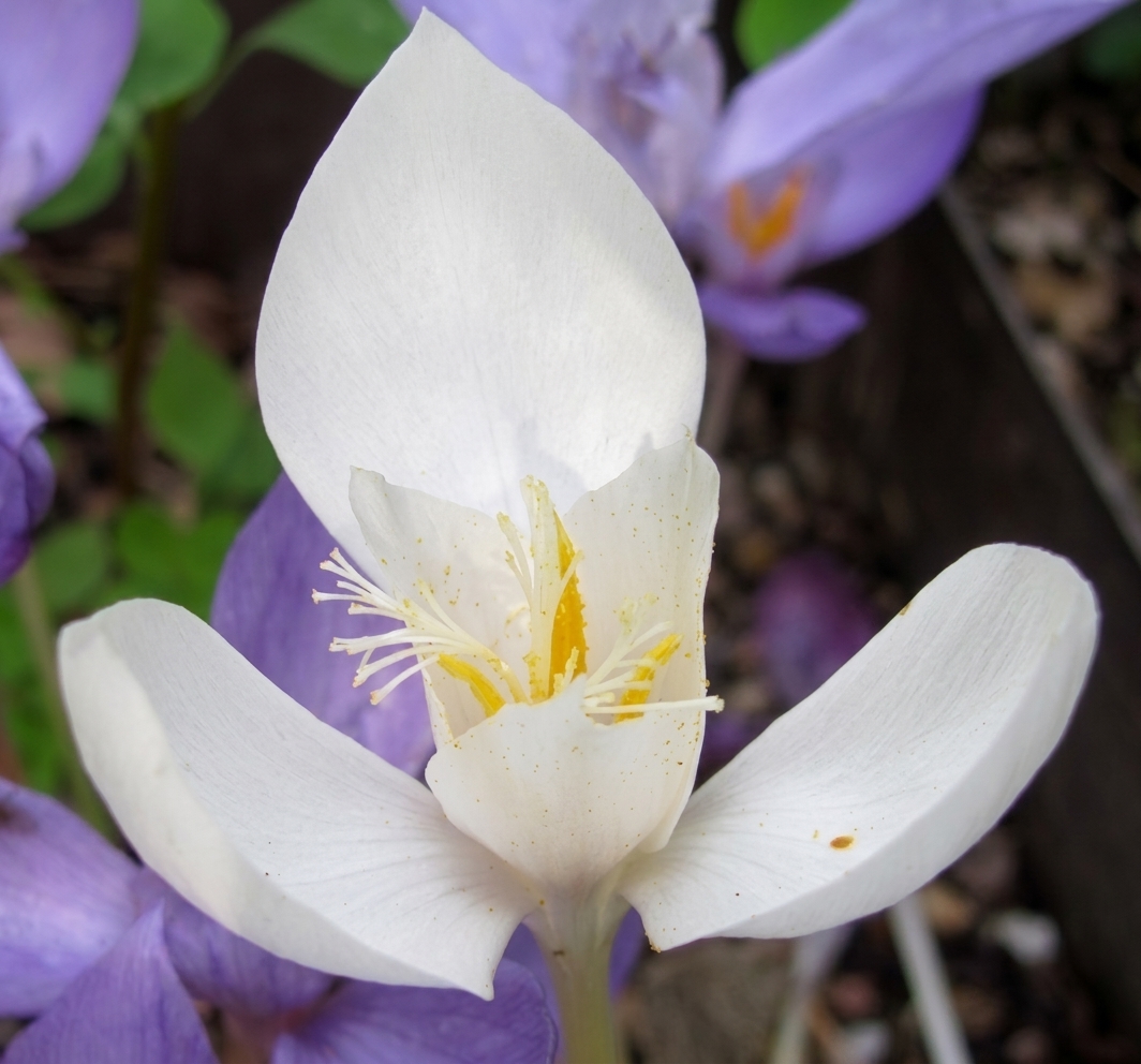 Pottertons Nursery - Crocus banaticus 'Snowdrift' (AUT)