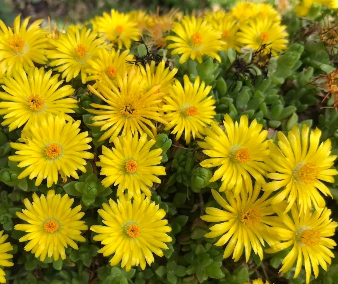 Pottertons Nursery - Delosperma nubigenum